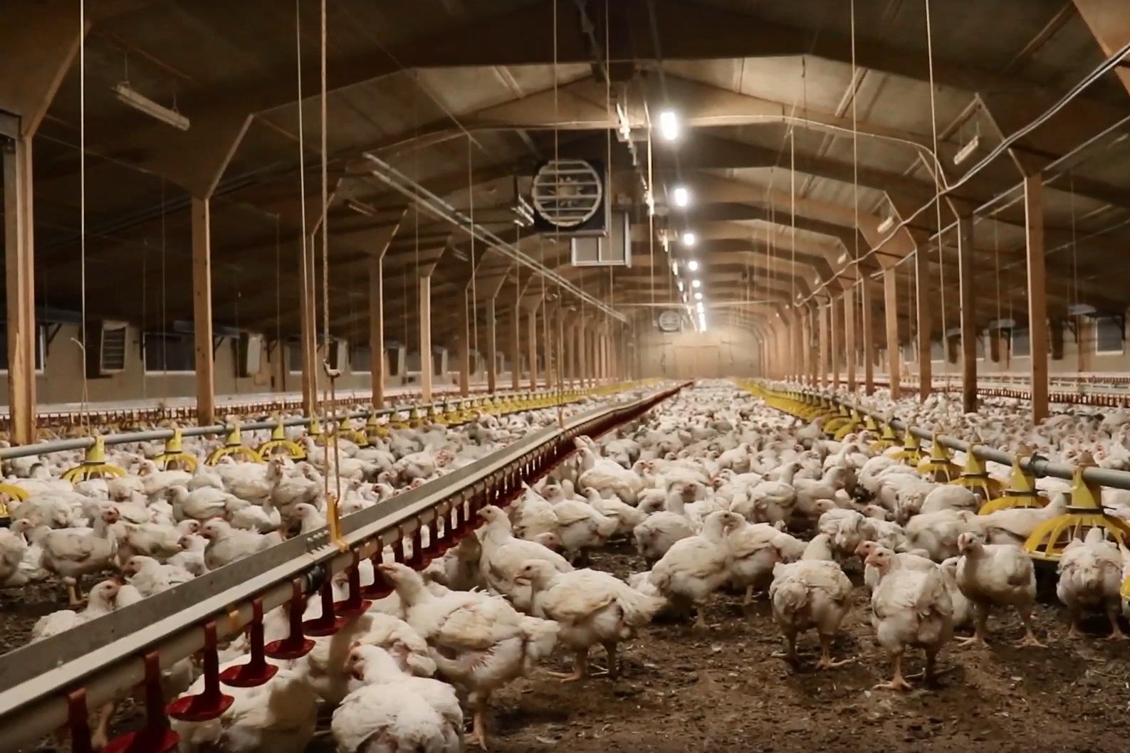 Poultry Shed Ventilation During the Winter Season | Solar Whiz